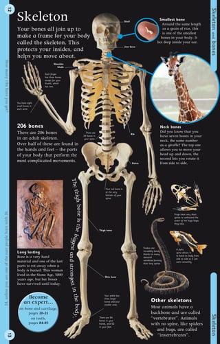 Human body encyclopedia | PDF