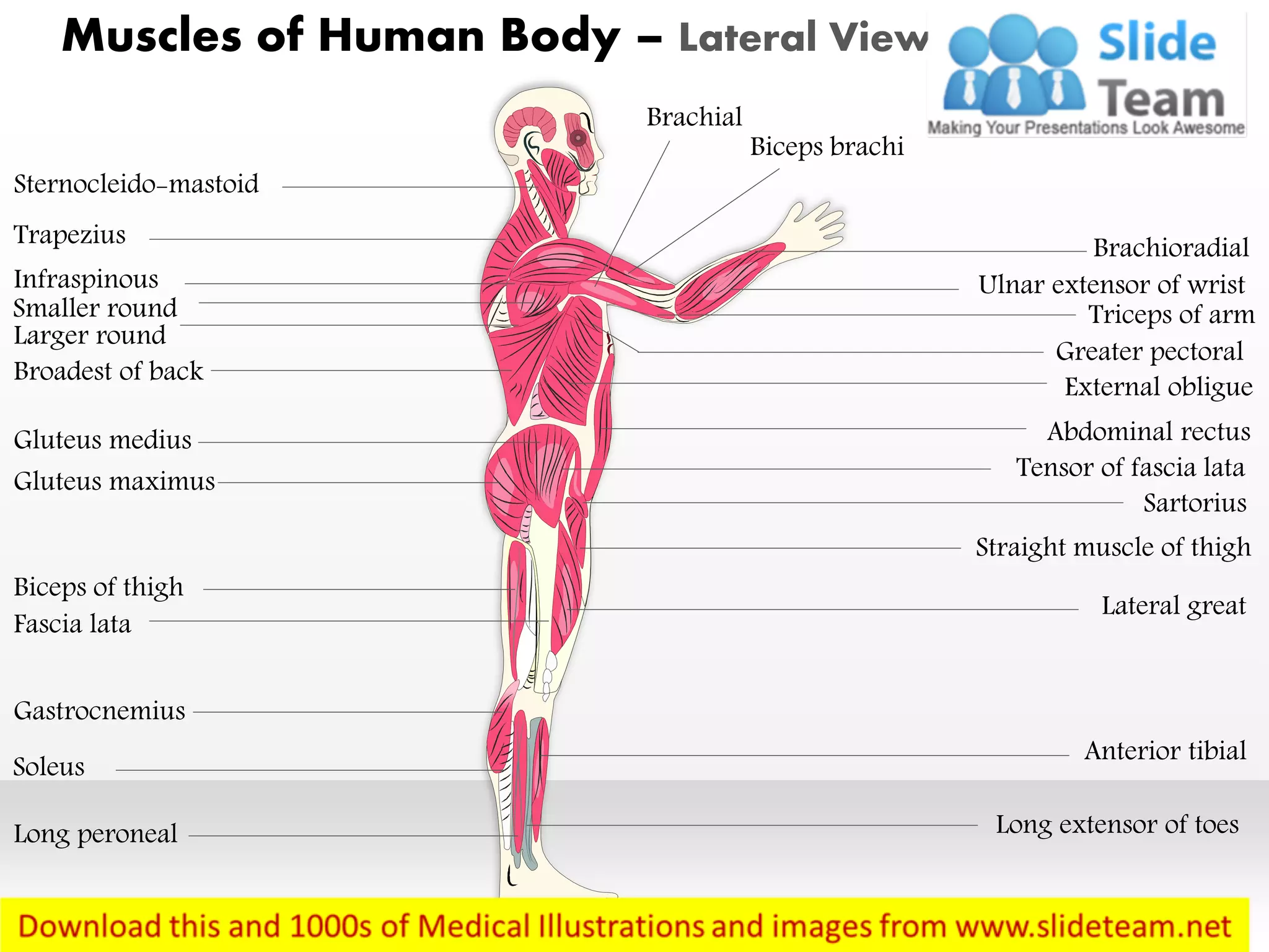 Human body general lateral view medical images for power point | PDF