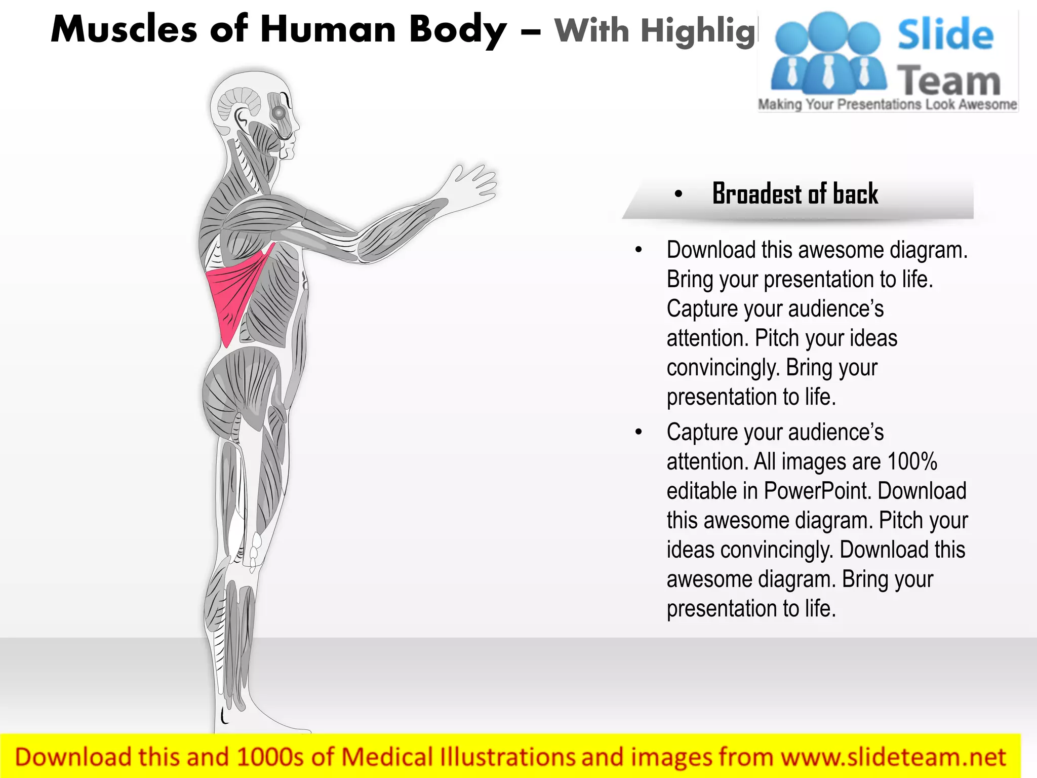 Human body general lateral view medical images for power point | PDF
