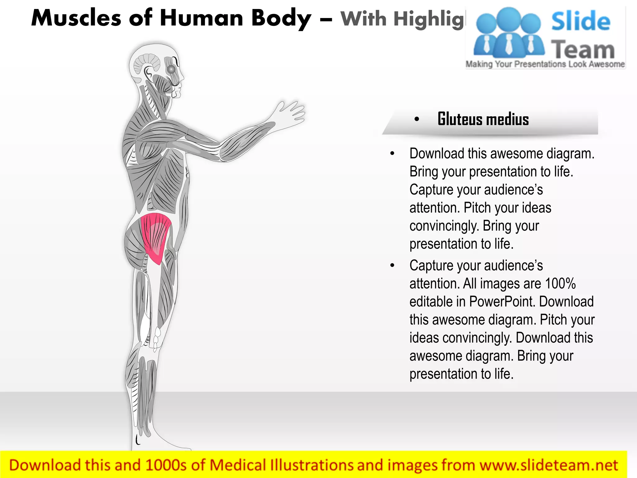 Human body general lateral view medical images for power point | PDF