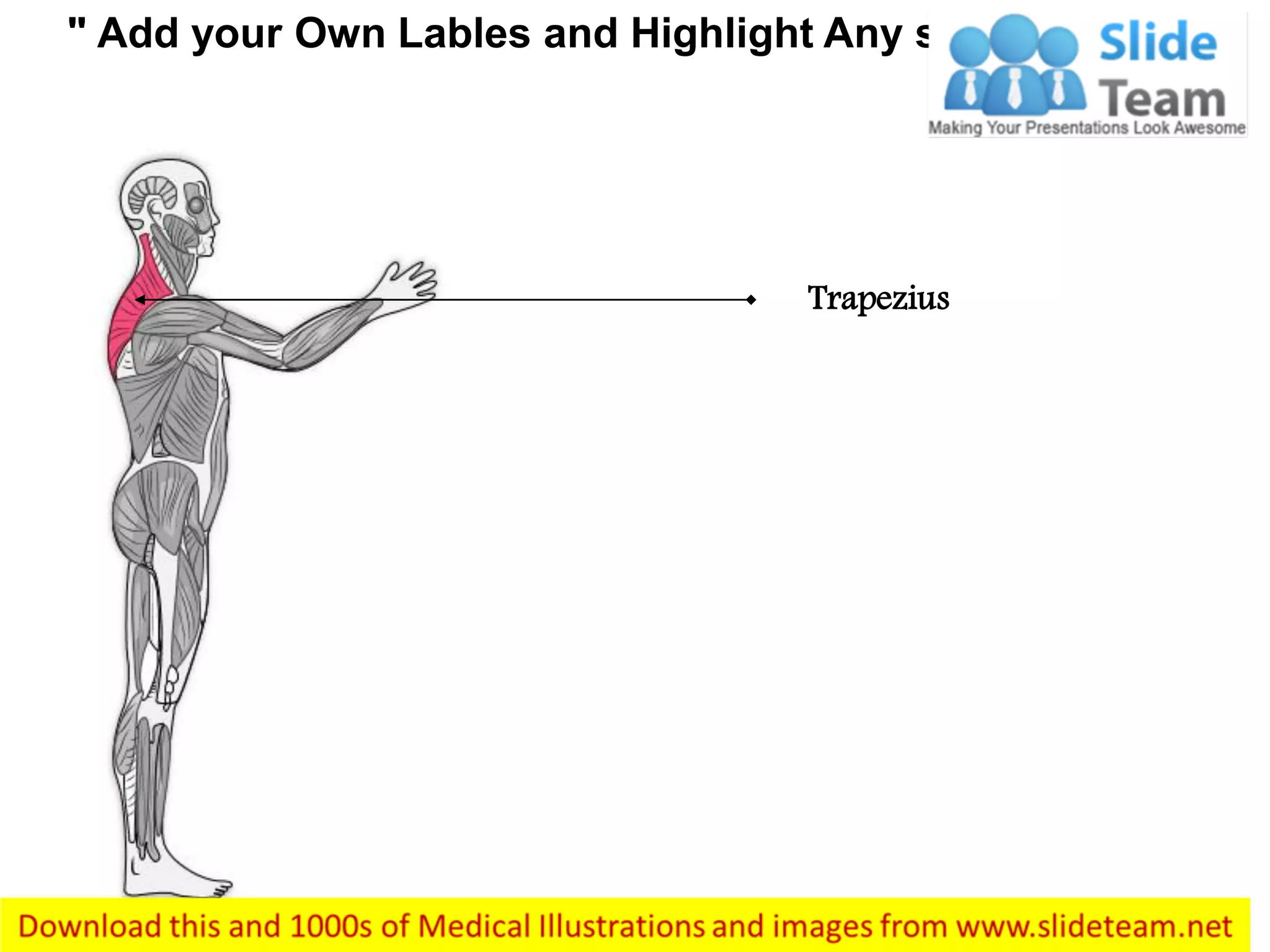 Human body general lateral view medical images for power point | PDF