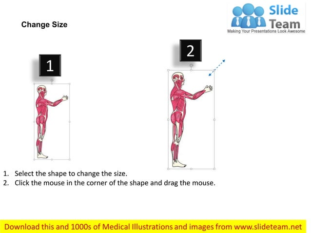 Human body general lateral view medical images for power point | PDF
