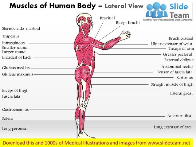 Human Body General Lateral View Medical Images For Power Point Human Body General Lateral View Medical Images For Power Point