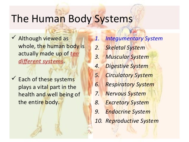 Human body its system