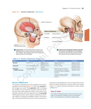 Human body muscles | PDF