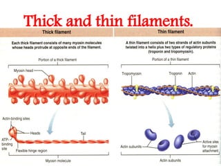 HUMAN ANATOMY AND PHYSIOLOGY: Human body Muscles.pptx