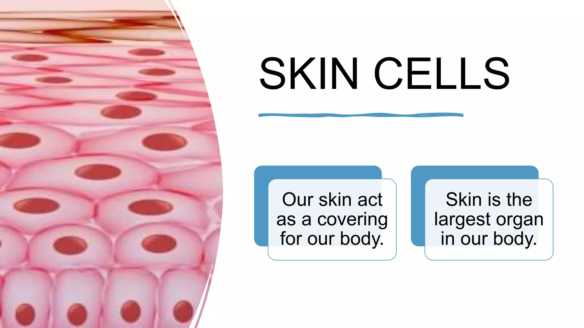 Human body organs | PPTX