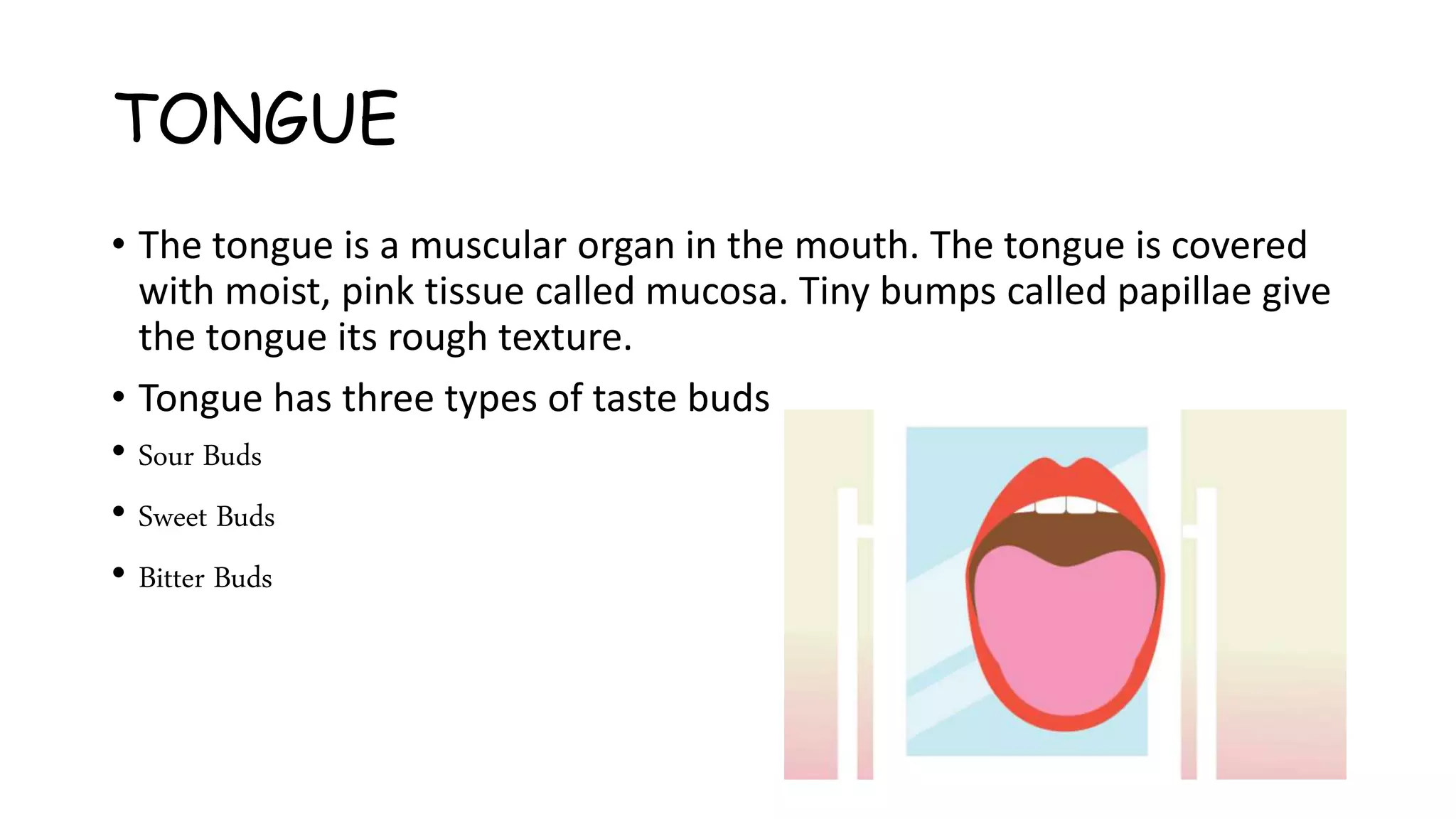 Human body organs Class 7 made by Sana | PPTX
