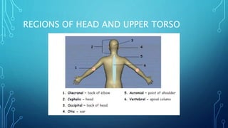 Human body orientation | PPTX
