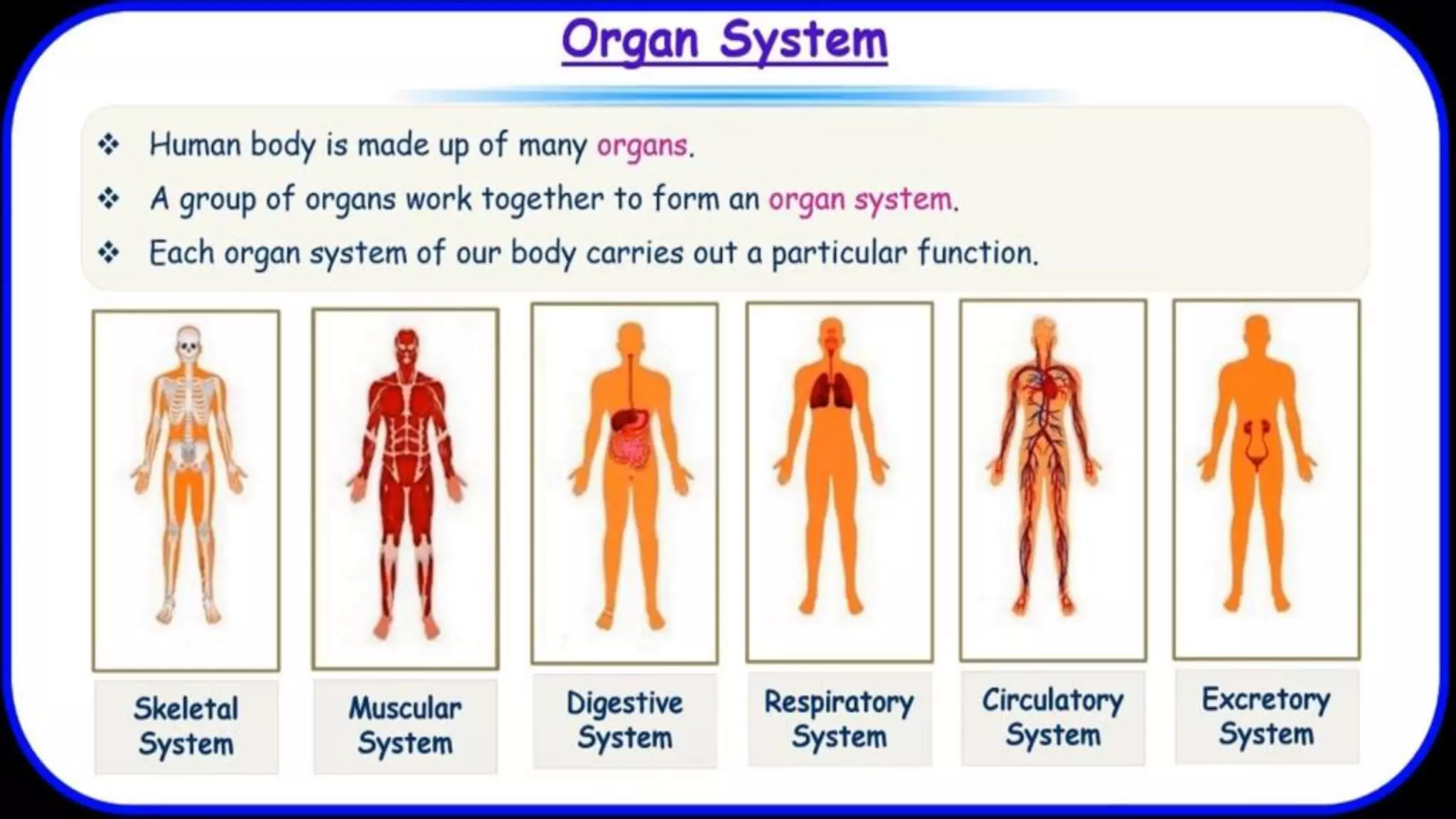 Human body part 1 | PDF