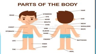 Human body part 1 | PDF