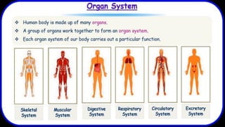 Human body part 1 | PDF | Biological Sciences | Science