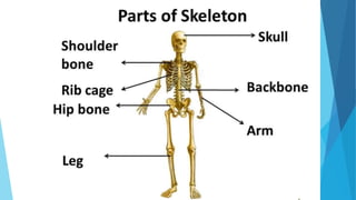 Human body part 1 | PDF