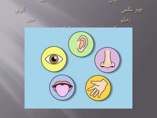 Human body parts | PPT