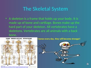 Human, body, parts, skeleton, head, torso | PPT