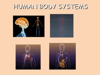 Human body powerpoint | PPT