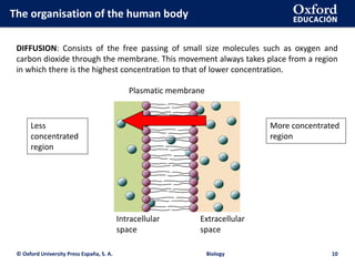 human body_presentation.pdf