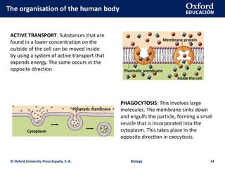 human body_presentation.pdf