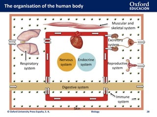 human body_presentation.pdf