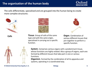 human body_presentation.pdf