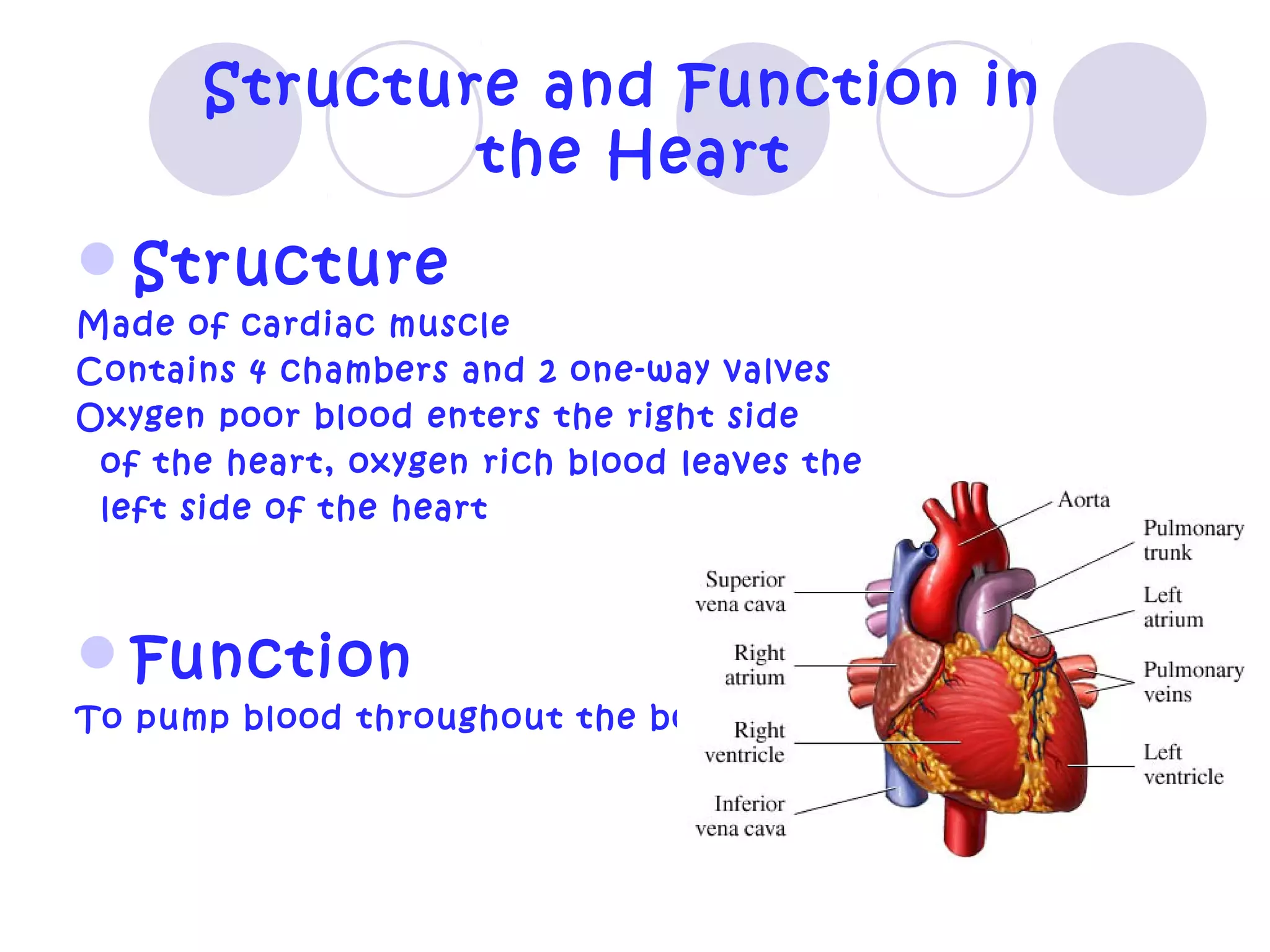 Human body structure and function | PPT