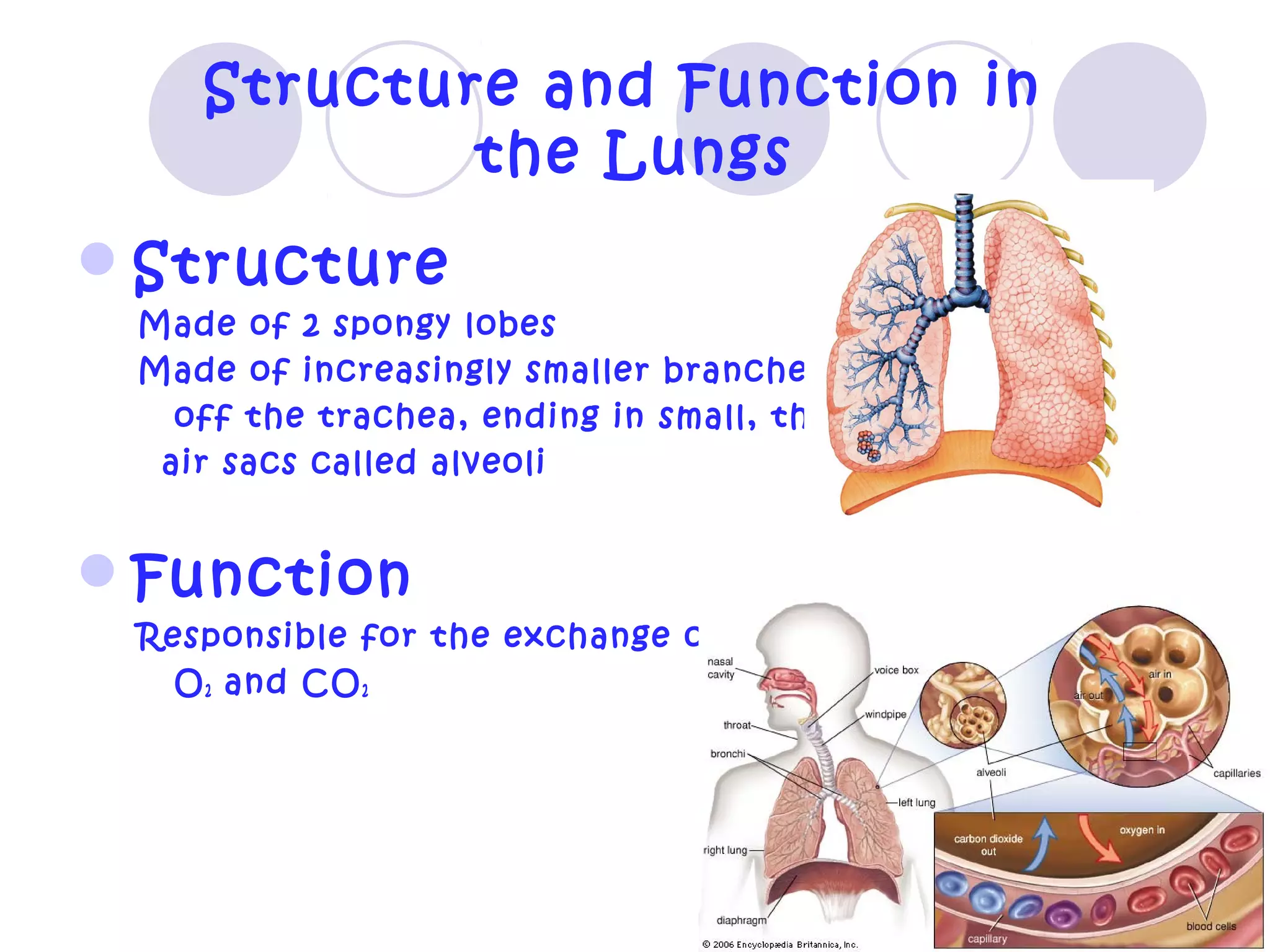 Human body structure and function | PPT