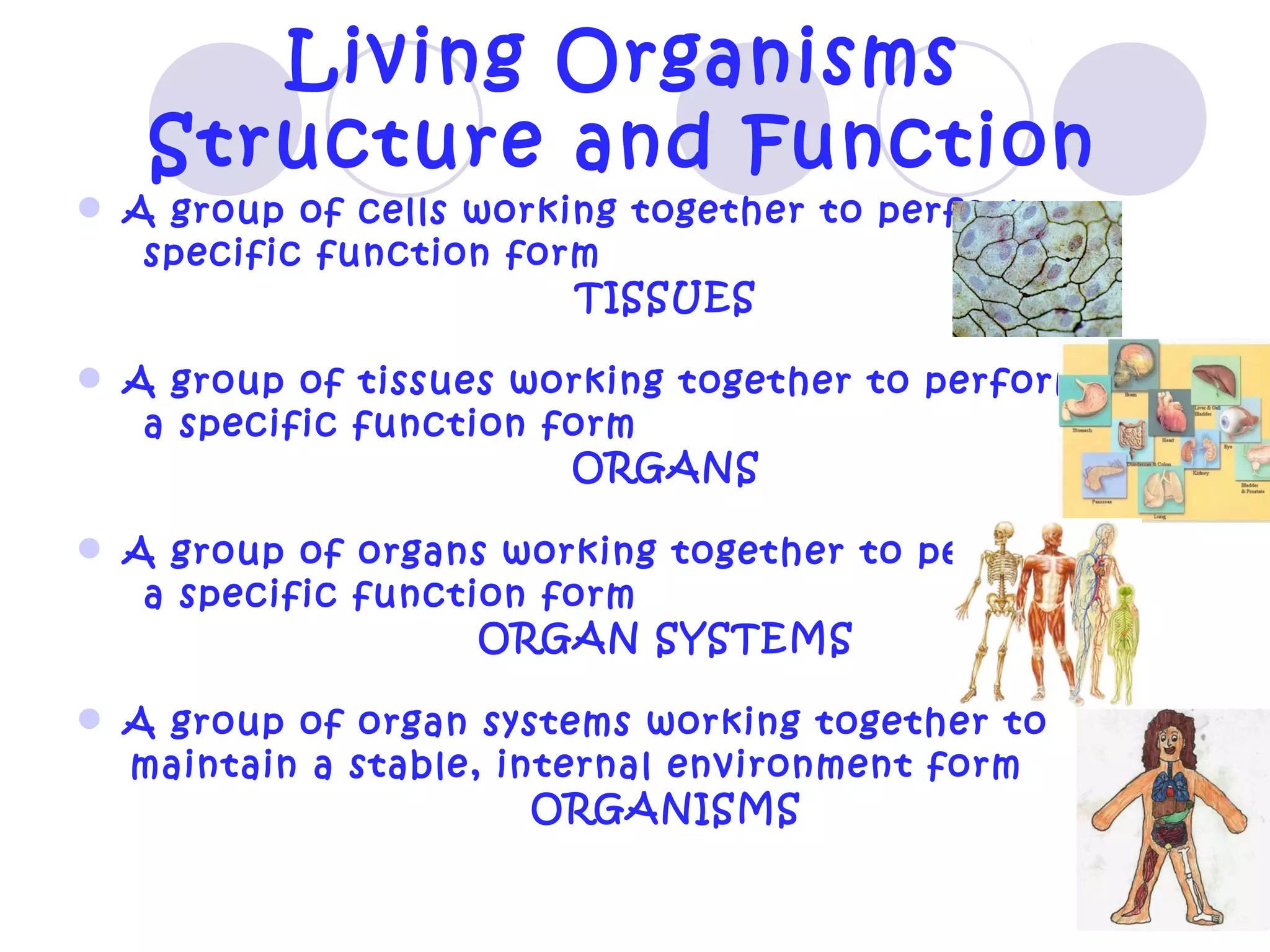 Human body structure and function | PPT