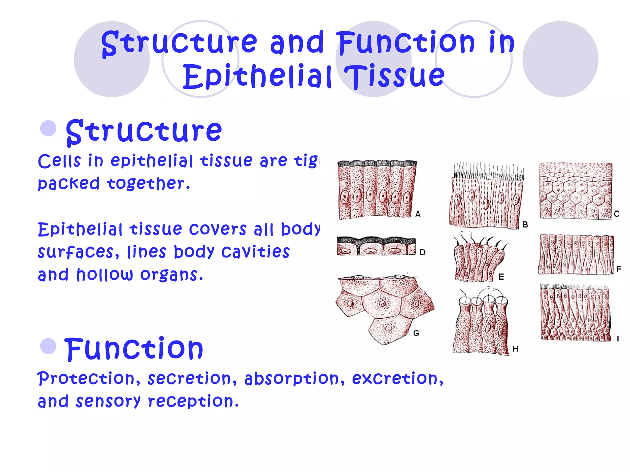 Human body structure and function | PPT