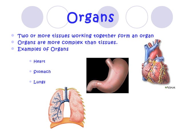 Human body structure and function