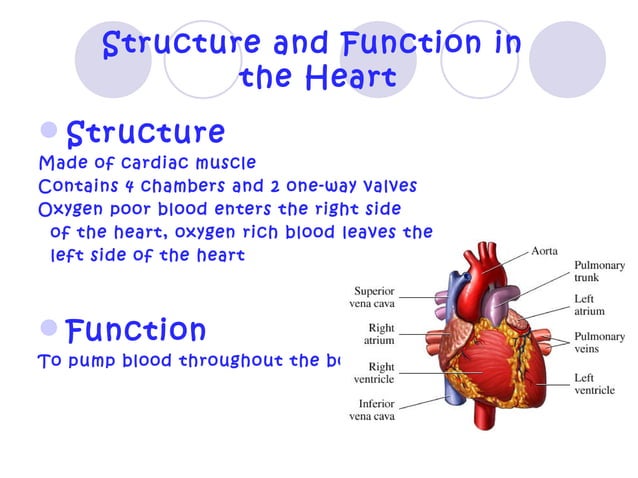 Human Body Structure And Function Human Body Structure And Function