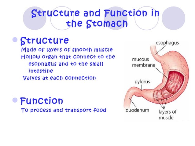 Human body structure and function
