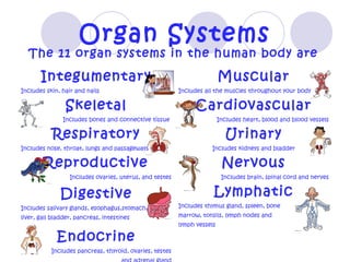 The Body Of Their Functions And Systems