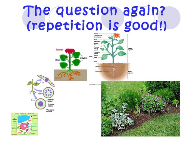 Human Body Structure And Function human-body-structure-and-function