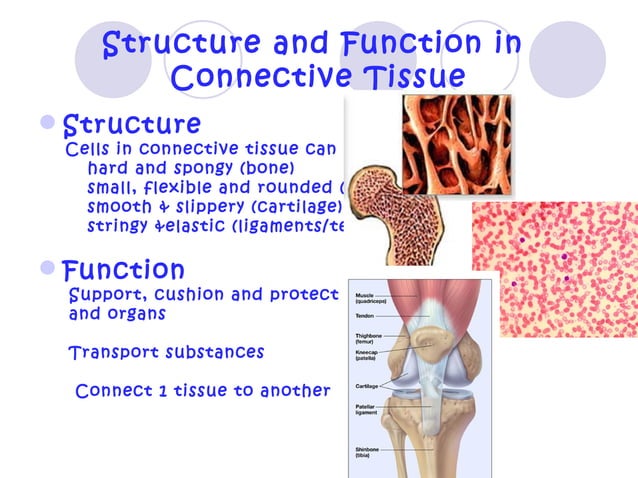 Human Body Structure And Function Human Body Structure And Function