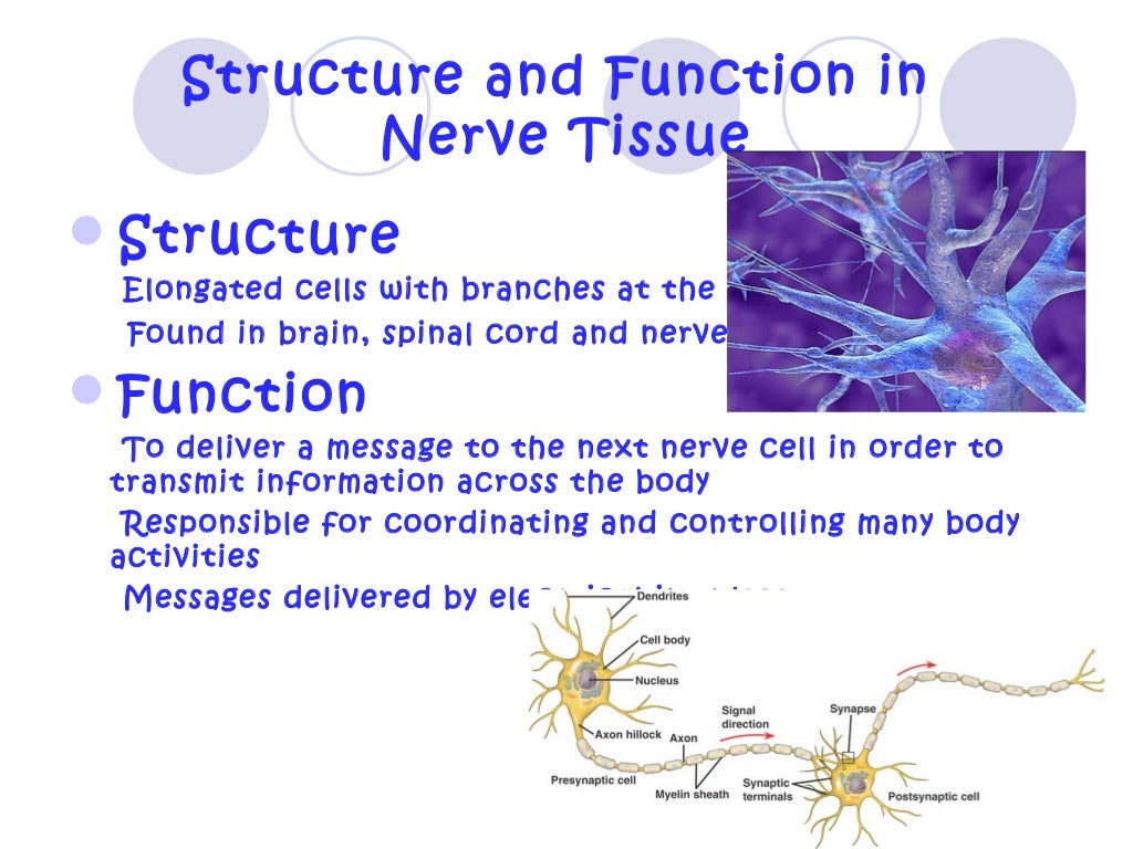 Human body structure and function