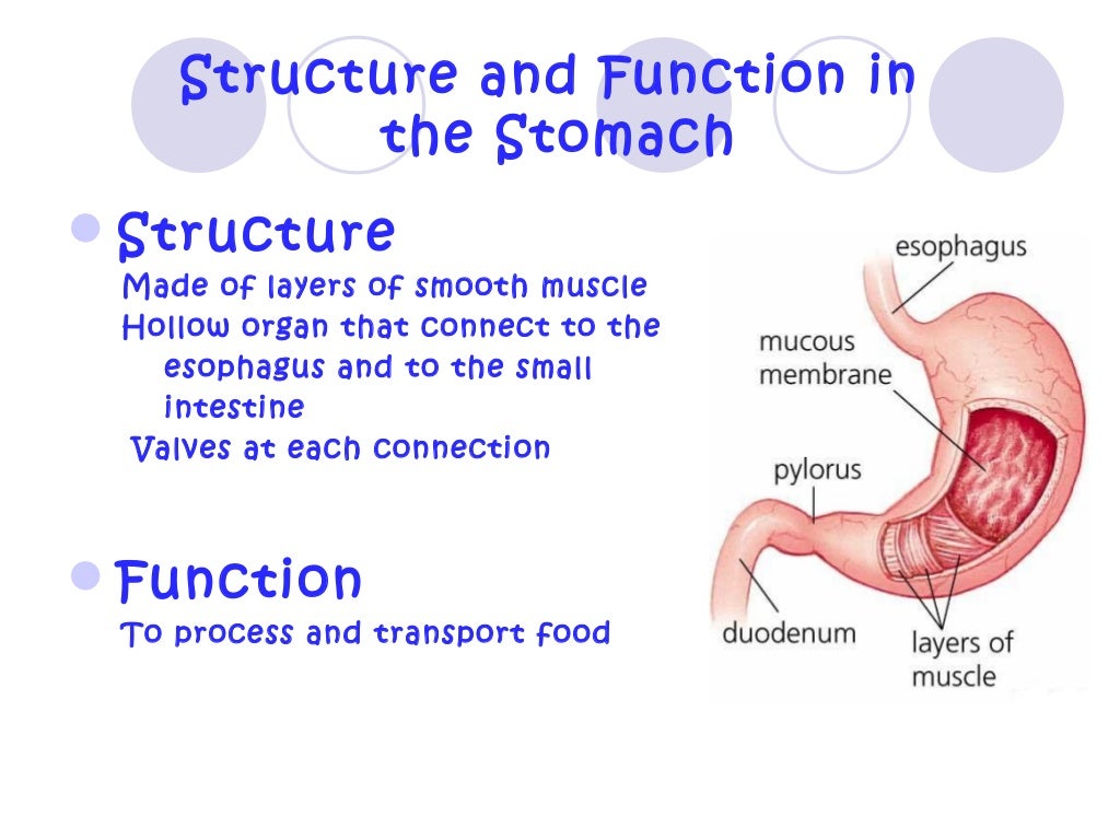 Human Body Structure And Function human-body-structure-and-function