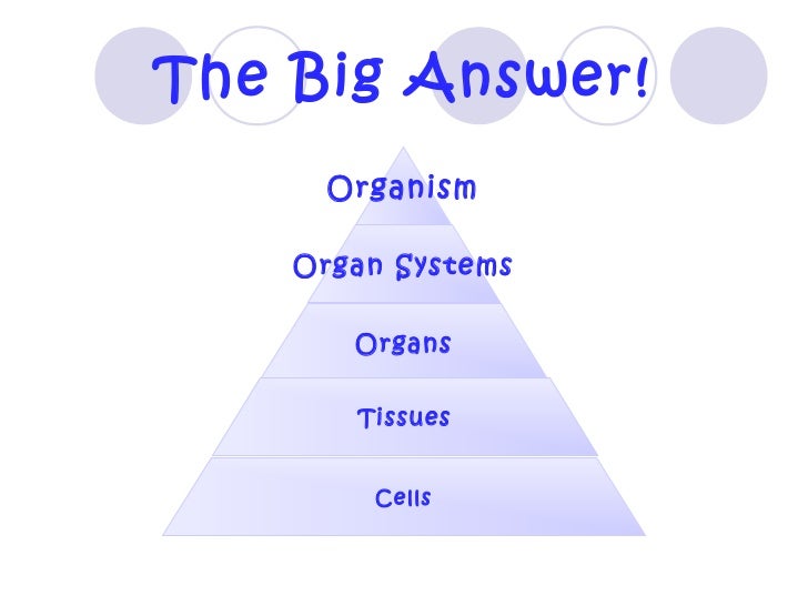 Human Body Structure And Function human-body-structure-and-function