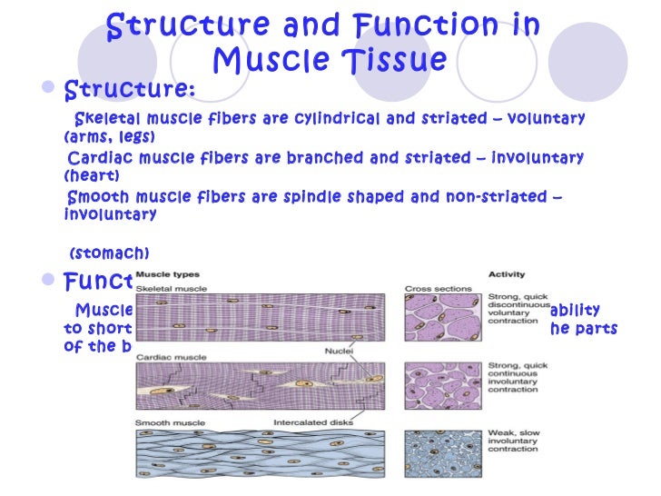 Human body structure and function