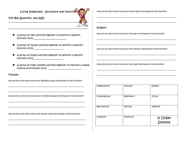 Human body structure and function worksheet | PPT