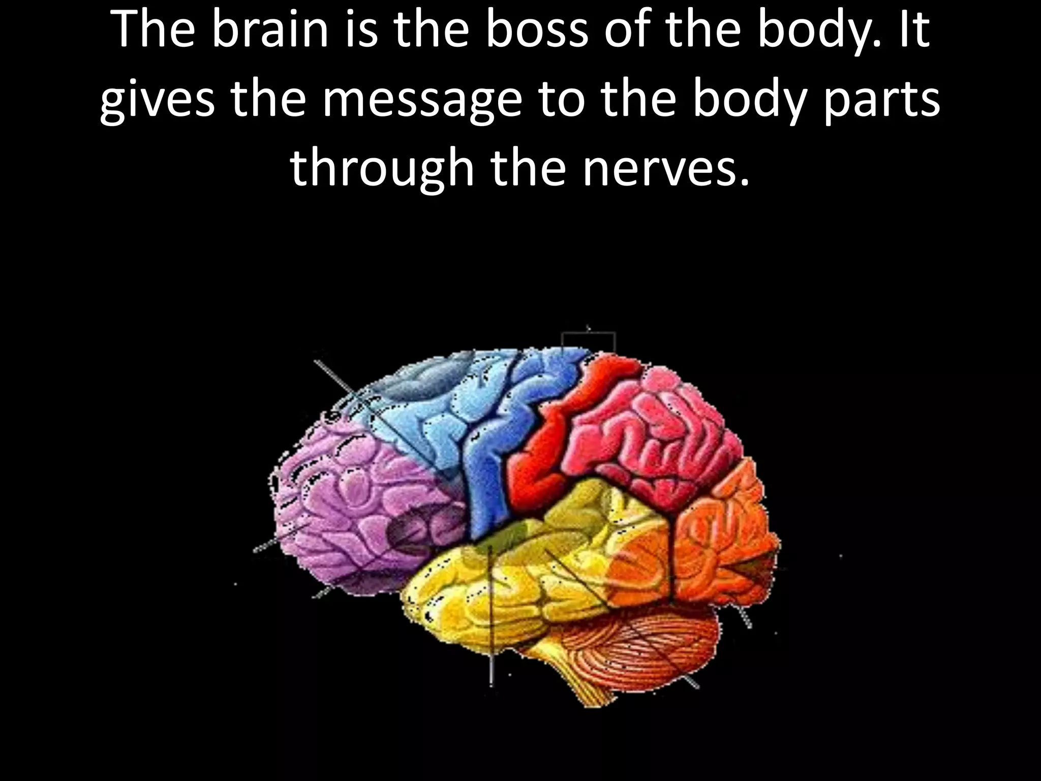 Human body system | PPTX