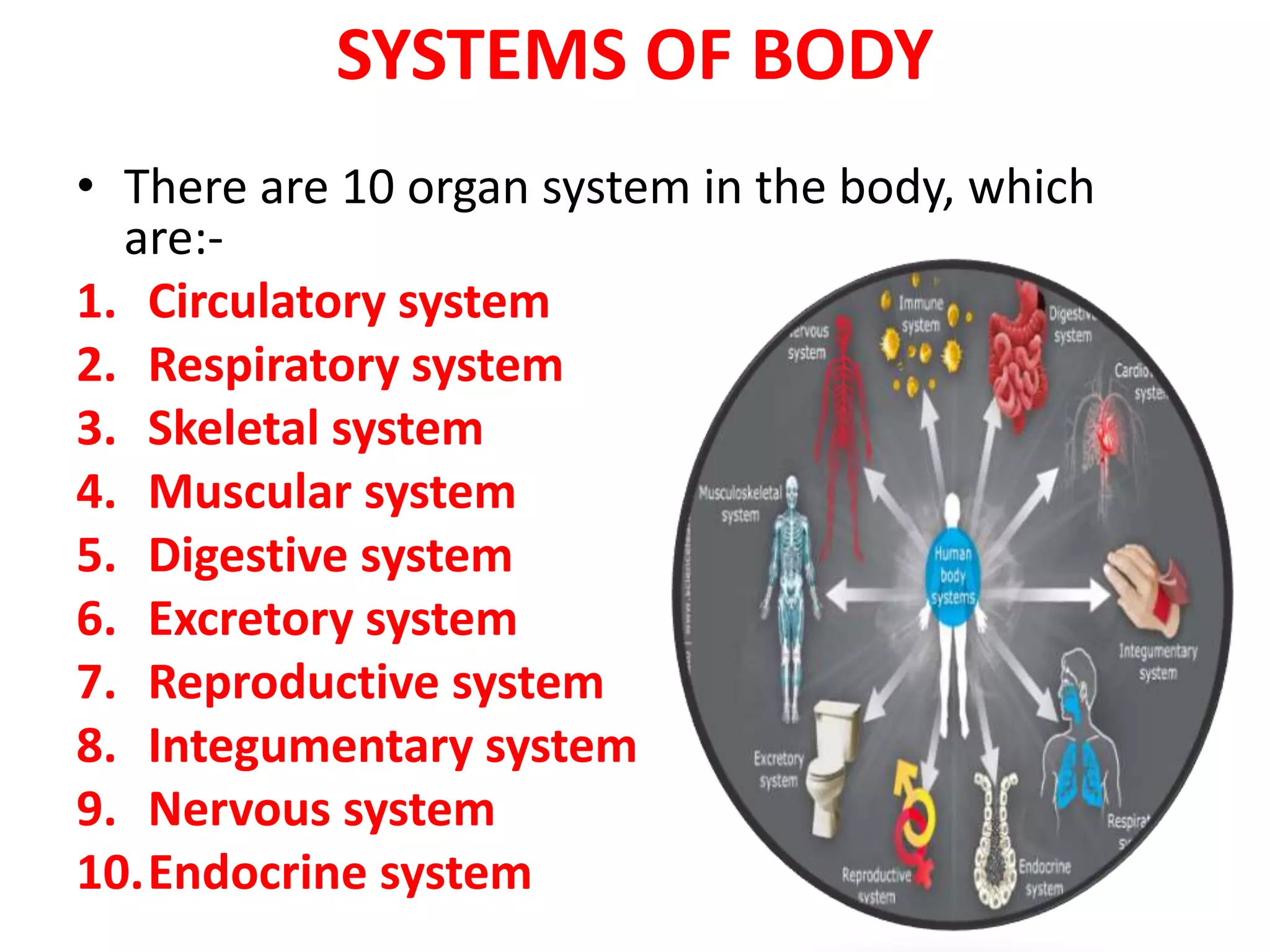 Human body system | PPTX