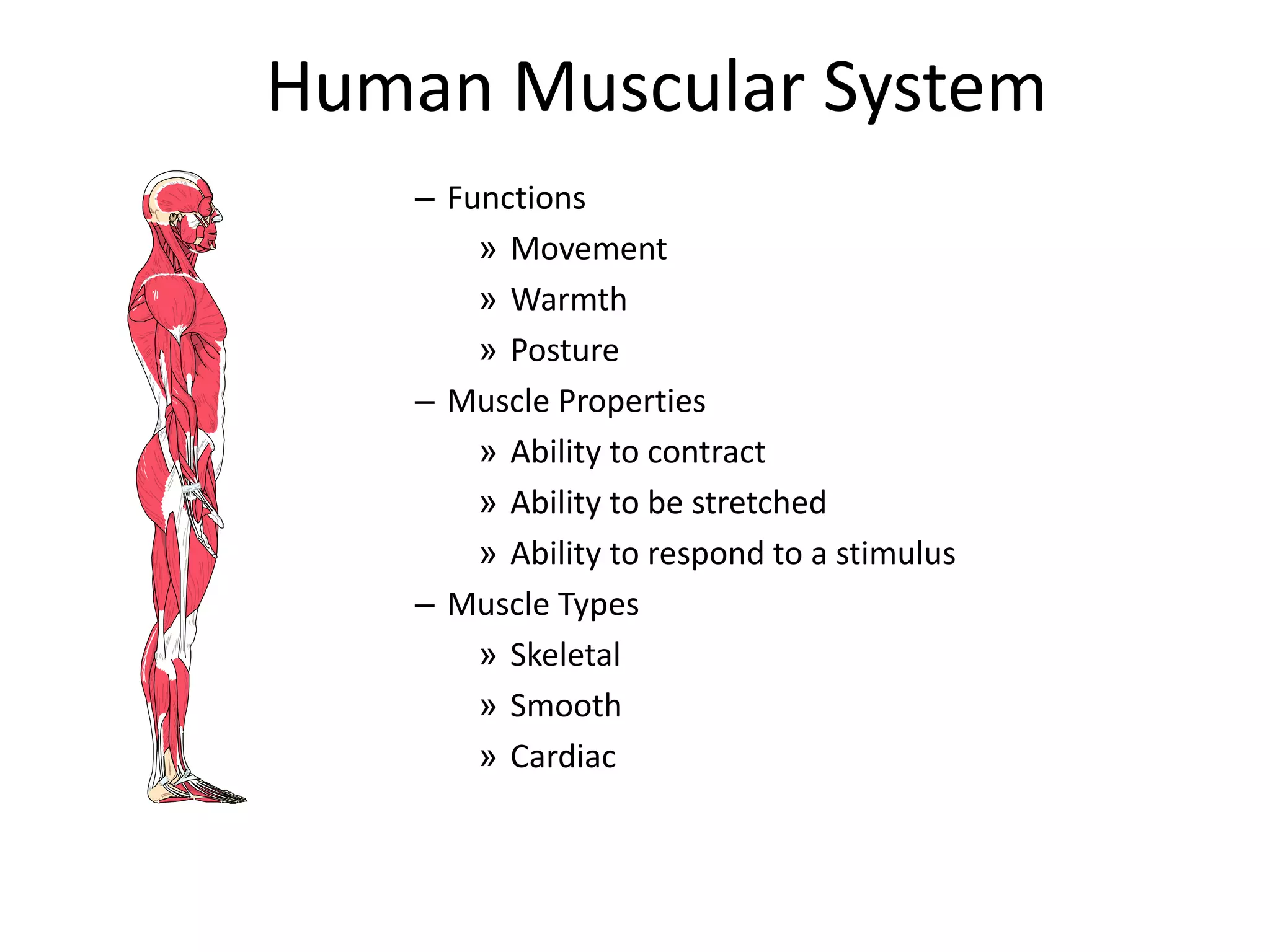 human body system.pptx