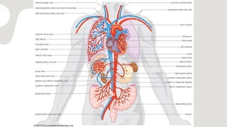 HUMAN BODY SYSTEM - online class grade 4.pptx