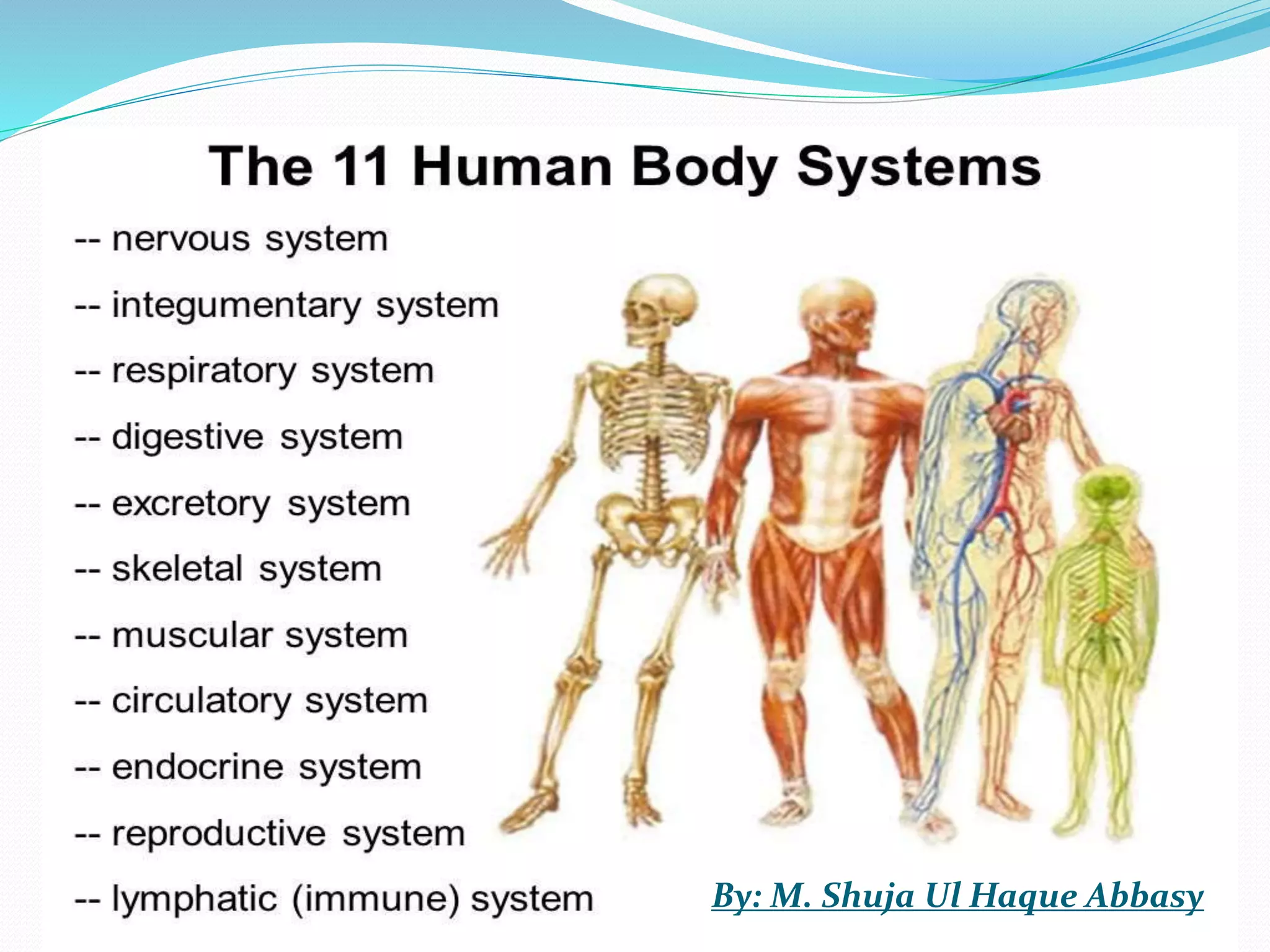 Human body system shuja abbasy | PPT