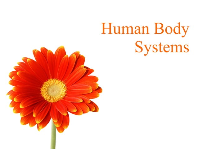 Human body systems | PPT