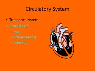 Human body systems | PPT