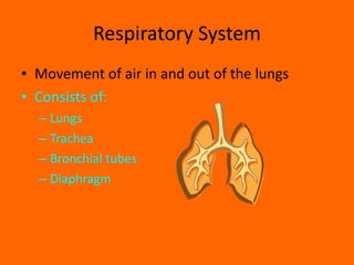 Human body systems | PPT