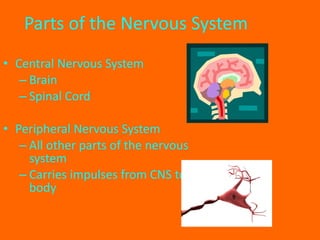 Human body systems | PPT