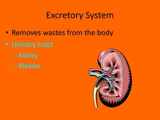 Human body systems | PPT