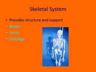 Human body systems | PPT